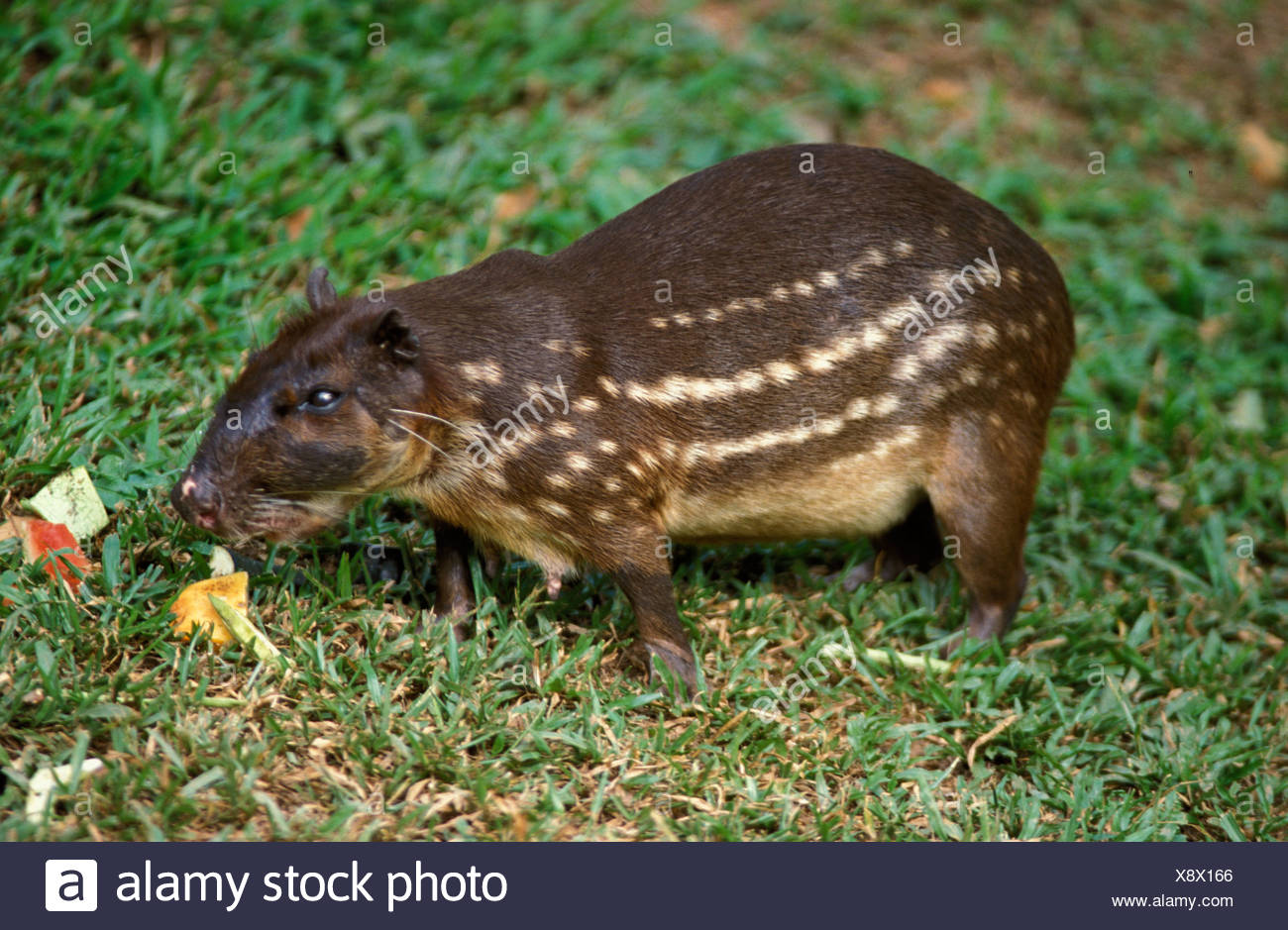 Paca Animal Stock Photos & Paca Animal Stock Images - Alamy