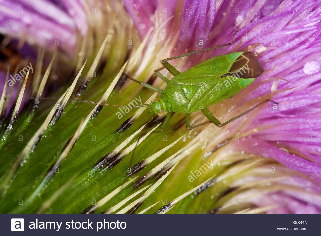 Capsid Bugs High Resolution Stock Photography and Images - Alamy