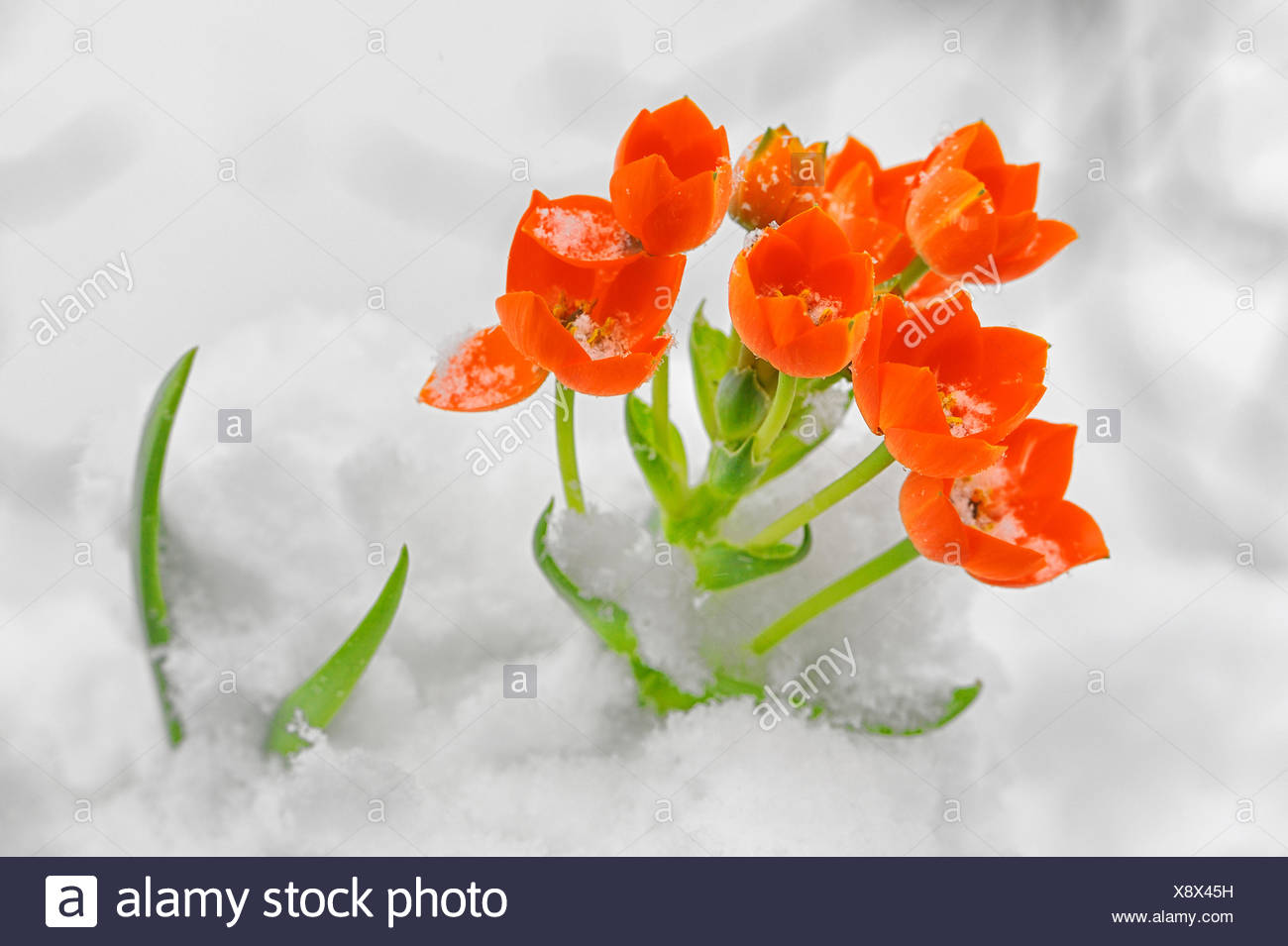 Snake Flower High Resolution Stock Photography and Images - Alamy