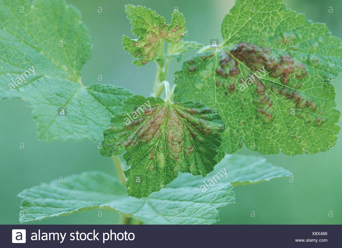 Blister Bush High Resolution Stock Photography and Images - Alamy
