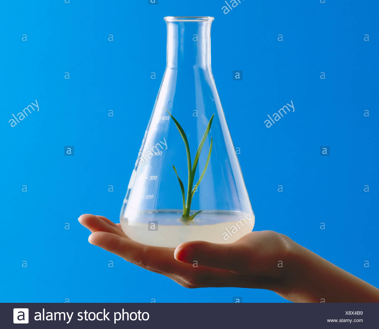 Micropropagation Stock Photos & Micropropagation Stock Images - Alamy