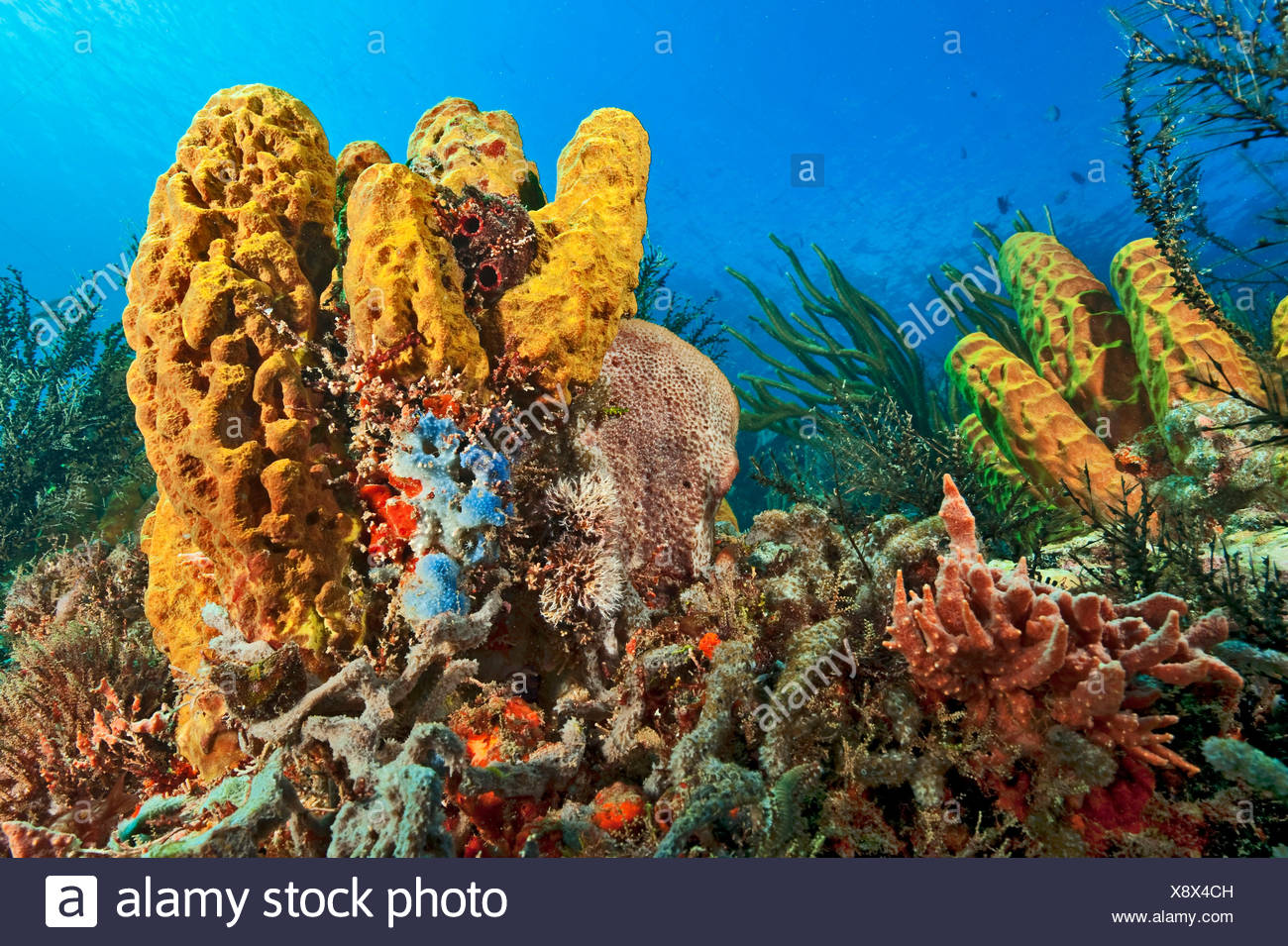 Coral Reef Sponges Soft Corals High Resolution Stock Photography and ...