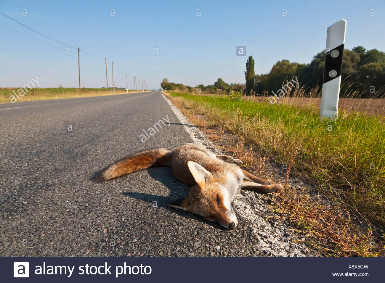 Dead Fox By Roadside Stock Photos & Dead Fox By Roadside Stock Images ...