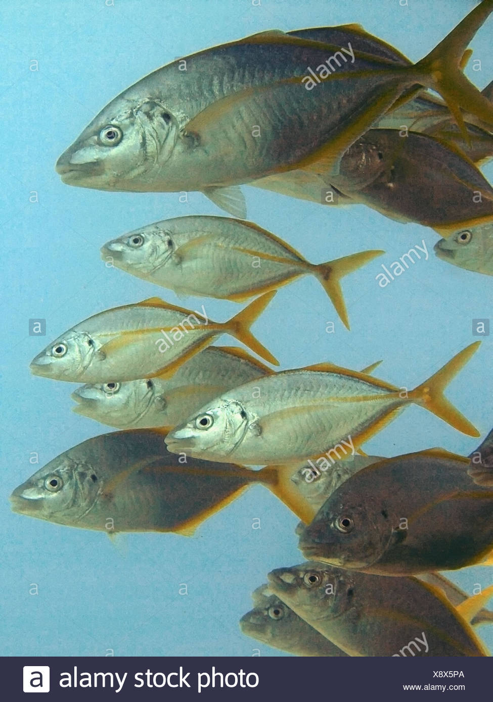 Trachurus High Resolution Stock Photography and Images - Alamy