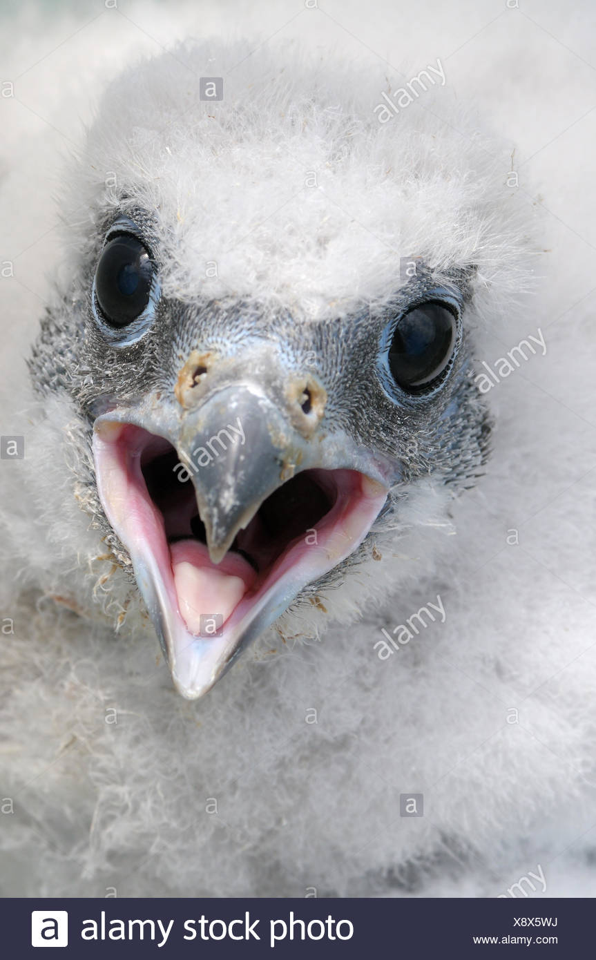 Juvenile Gyrfalcon Falco Rusticolus High Resolution Stock Photography ...
