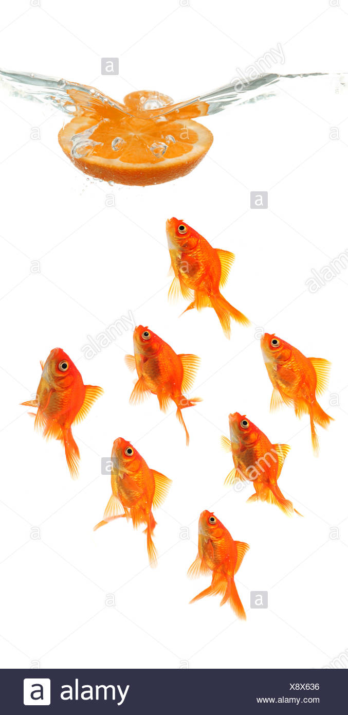 Goldfish Cut Out Stock Images & Pictures - Alamy