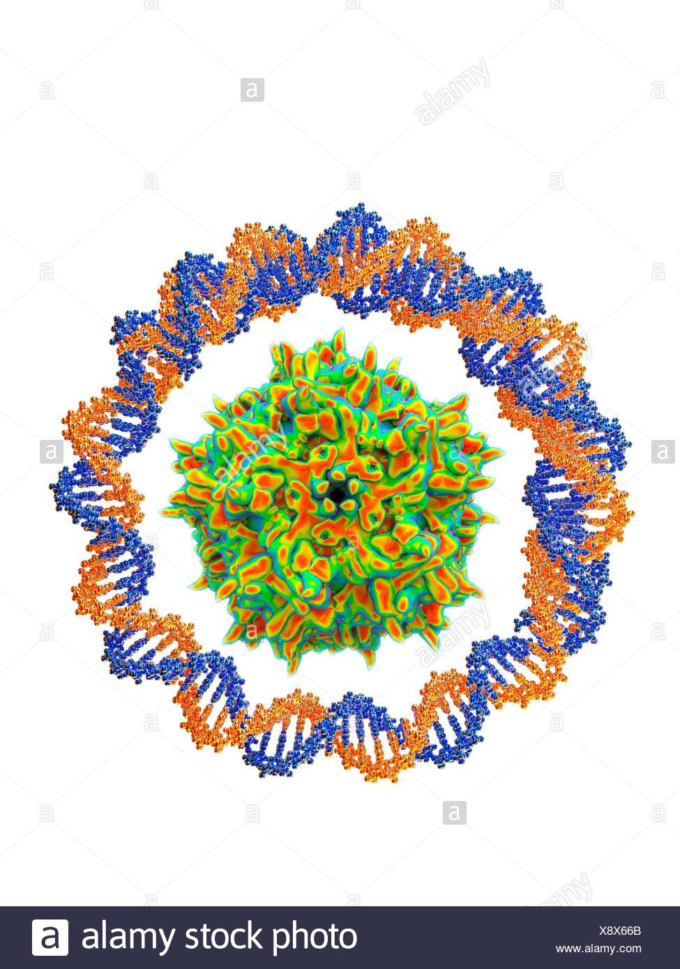 Aav Virus High Resolution Stock Photography and Images - Alamy