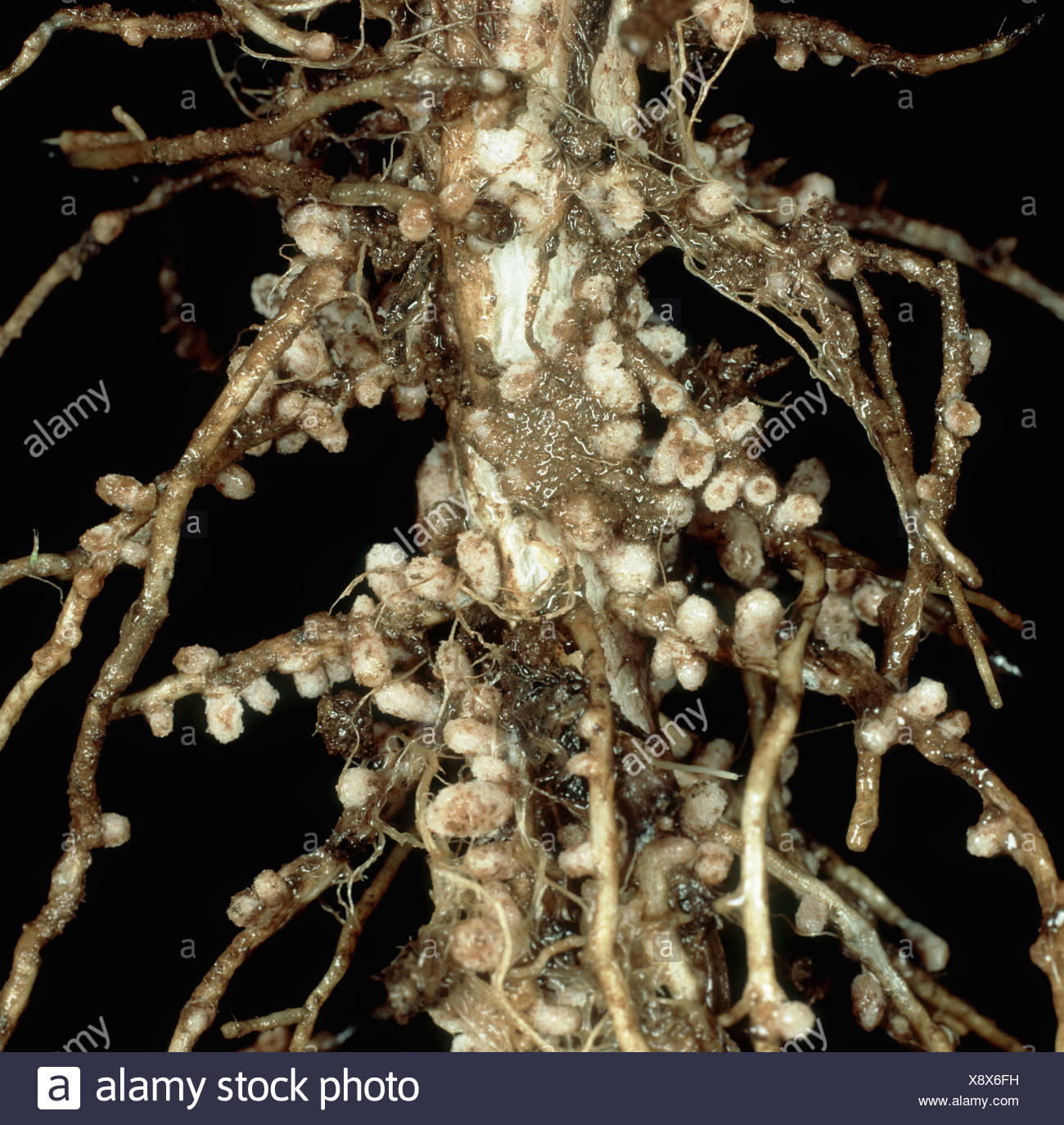 Legume Root Nodule High Resolution Stock Photography and Images - Alamy