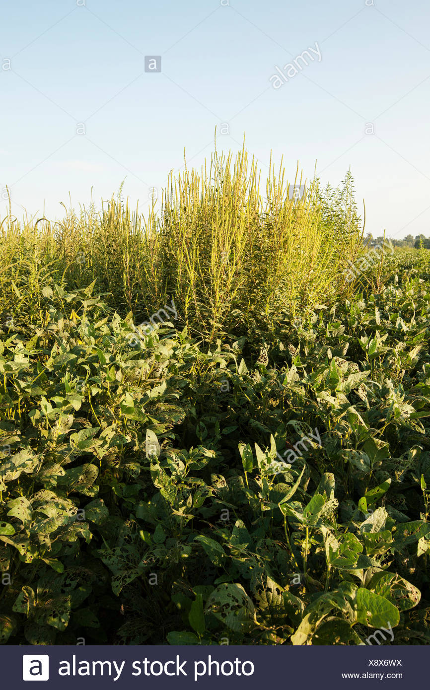 Careless Weed Stock Photos & Careless Weed Stock Images - Alamy
