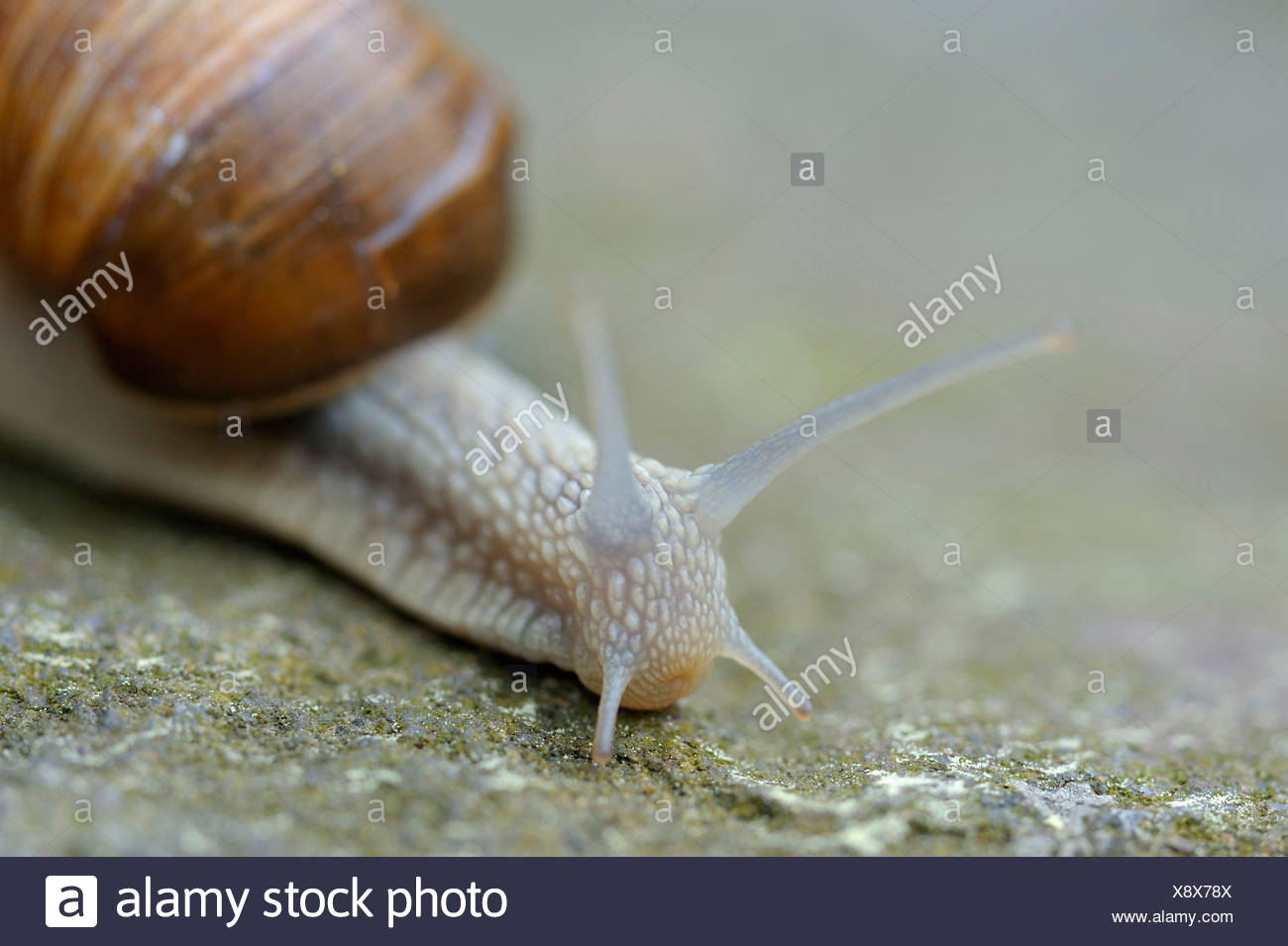 Vineyard Snail Stock Photos & Vineyard Snail Stock Images - Alamy