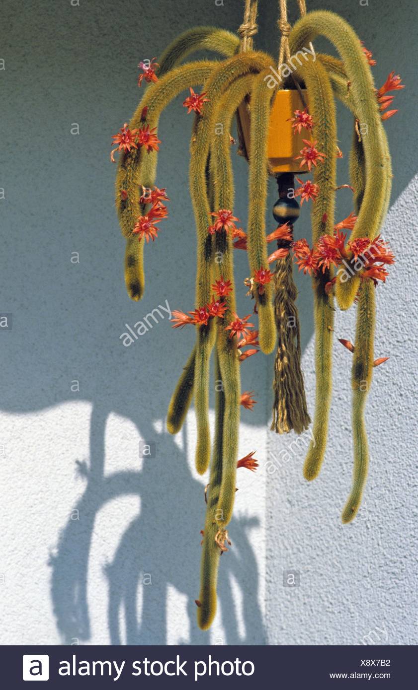Schlangenkaktus High Resolution Stock Photography and Images - Alamy
