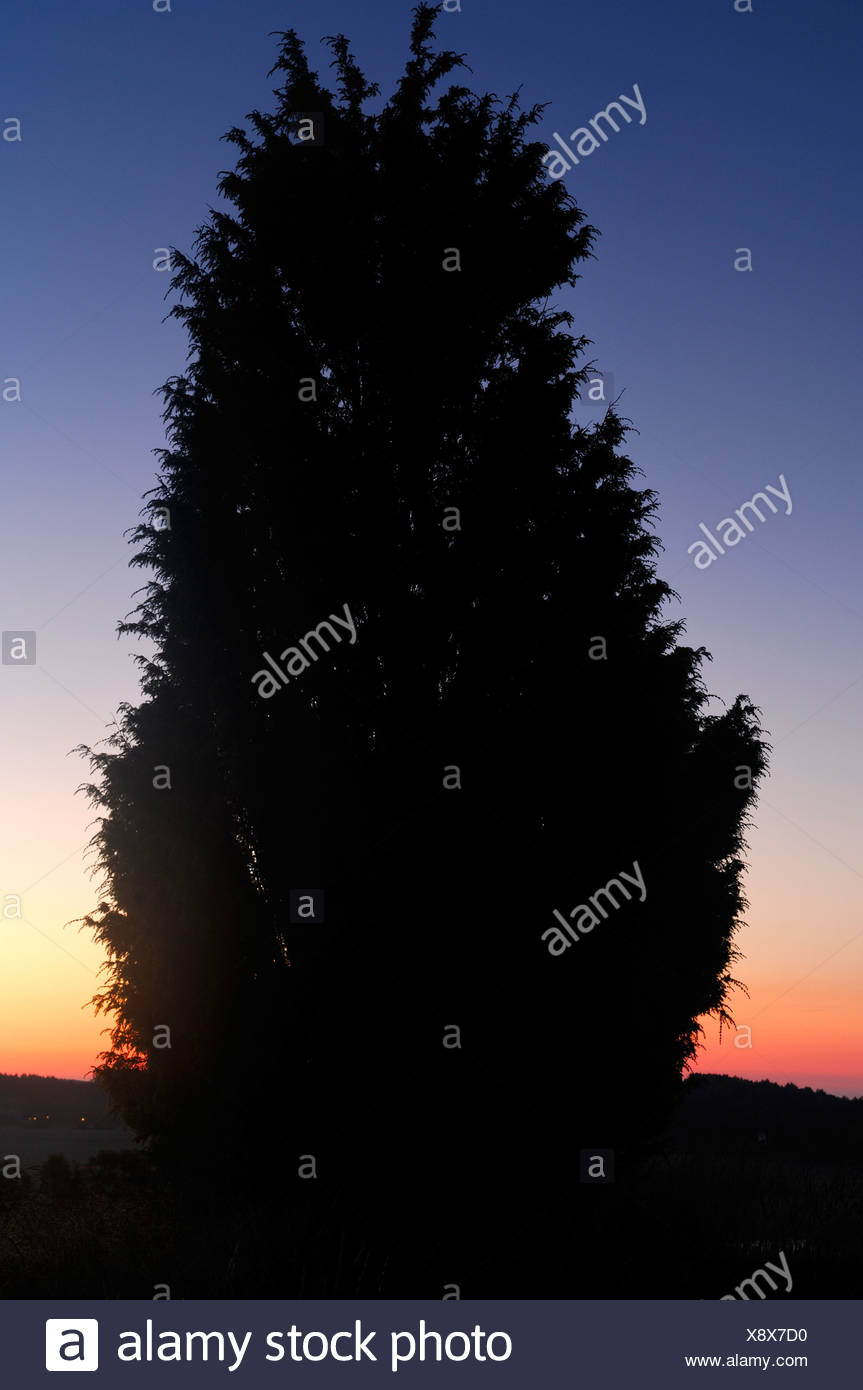 Juniper Bush High Resolution Stock Photography and Images - Alamy