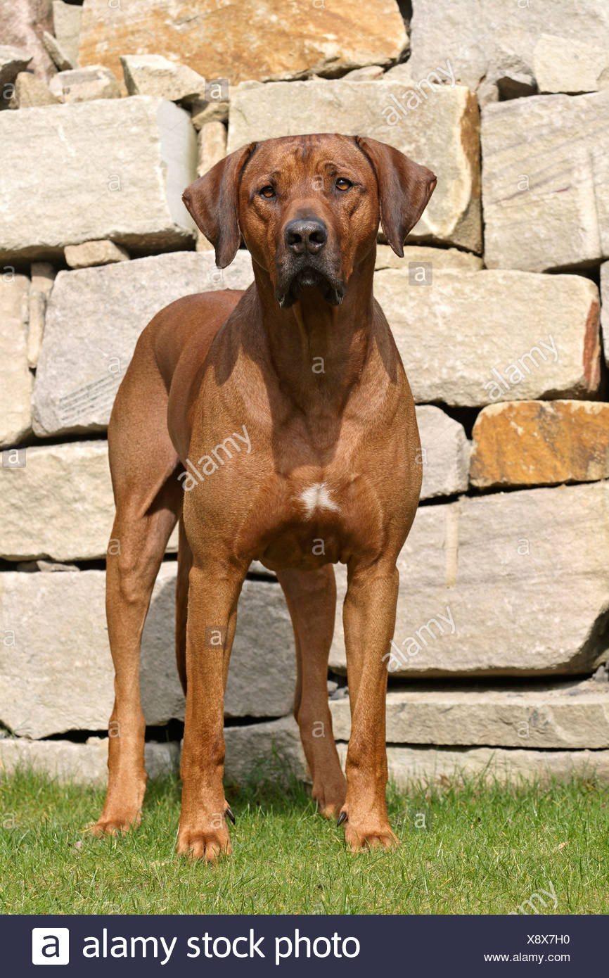 Rhodesian Front High Resolution Stock Photography and Images - Alamy