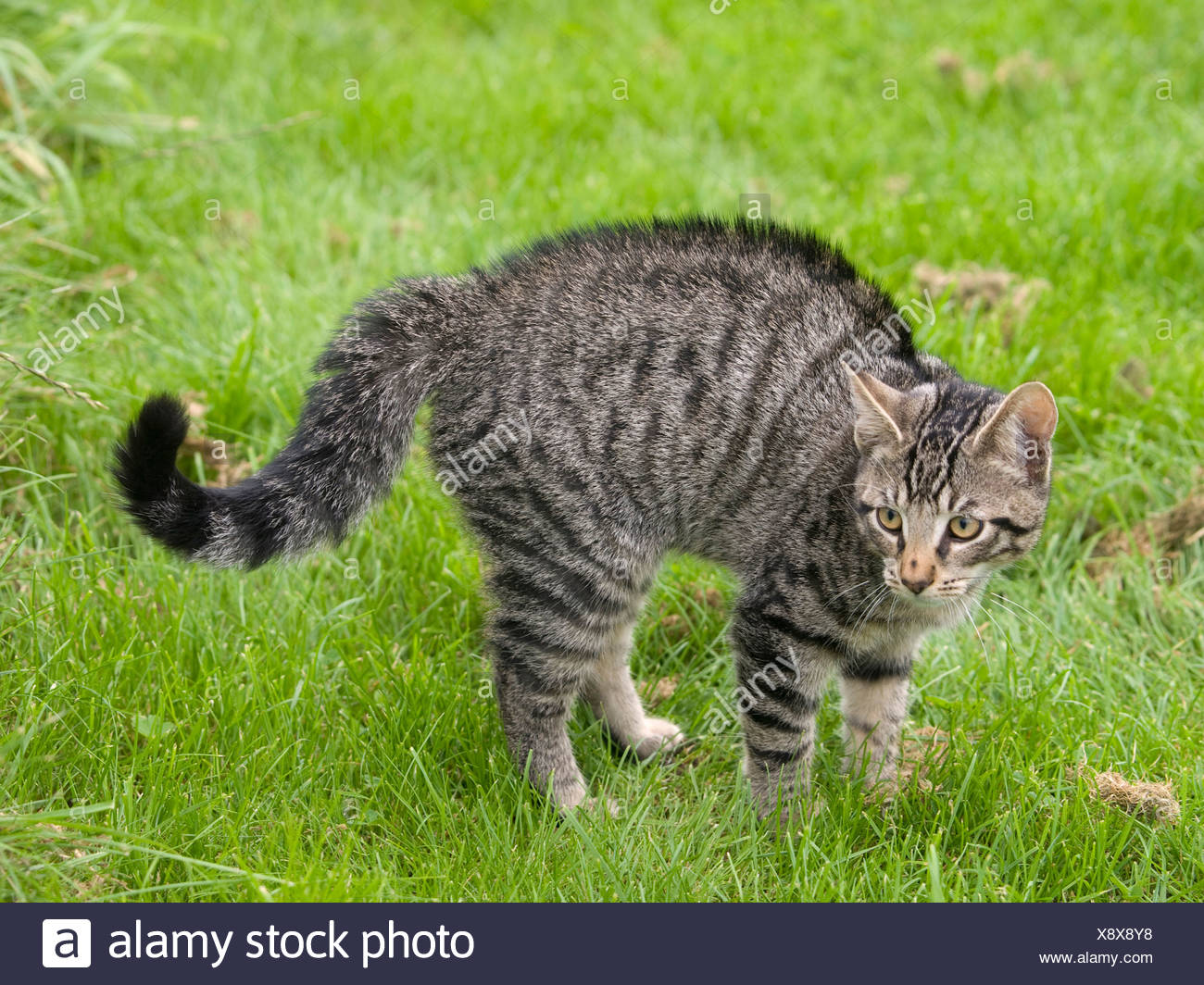 Arched Cat High Resolution Stock Photography and Images - Alamy