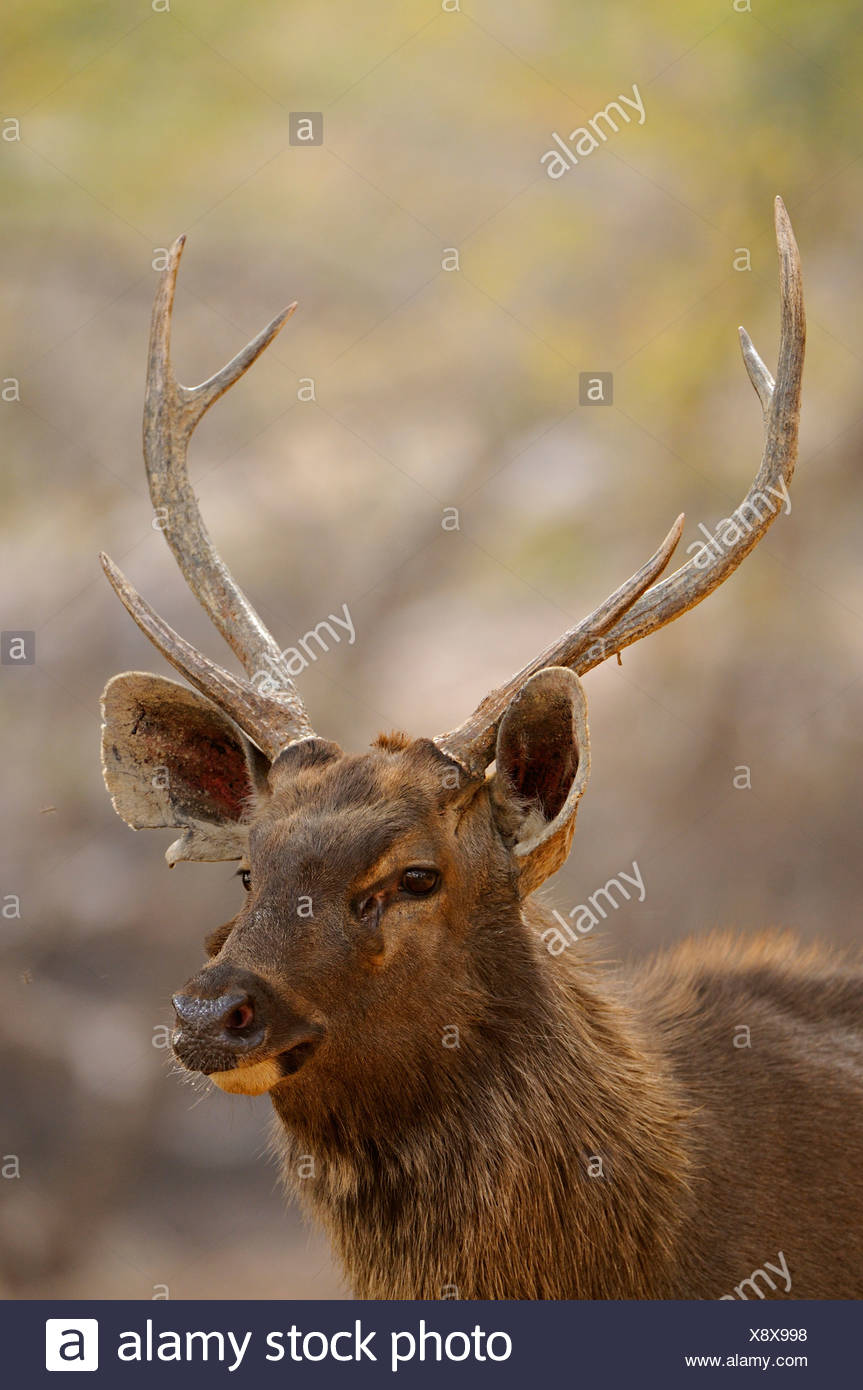 Male Sambar Deer High Resolution Stock Photography and Images - Alamy