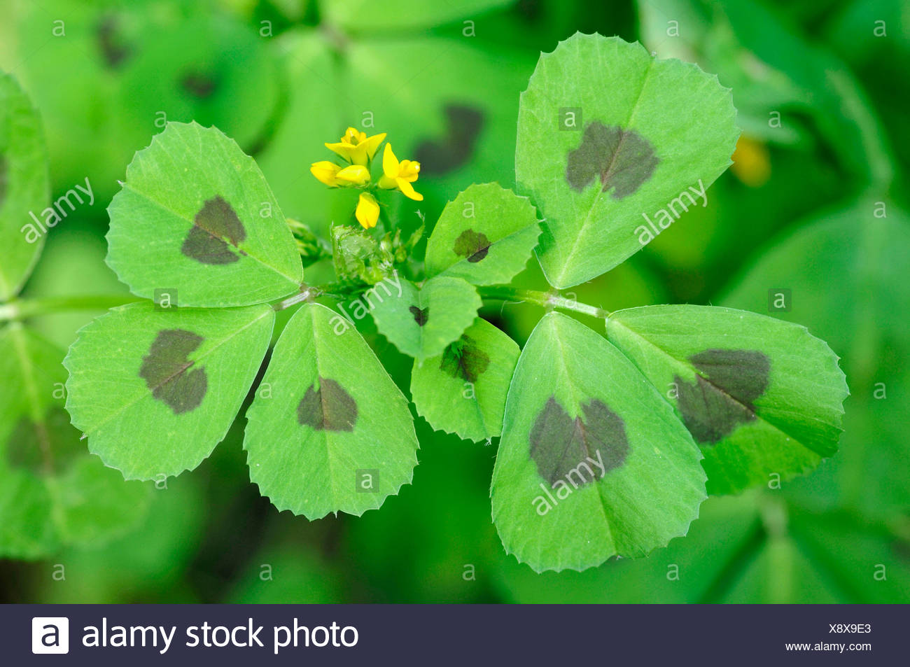 Type Heart High Resolution Stock Photography and Images - Alamy