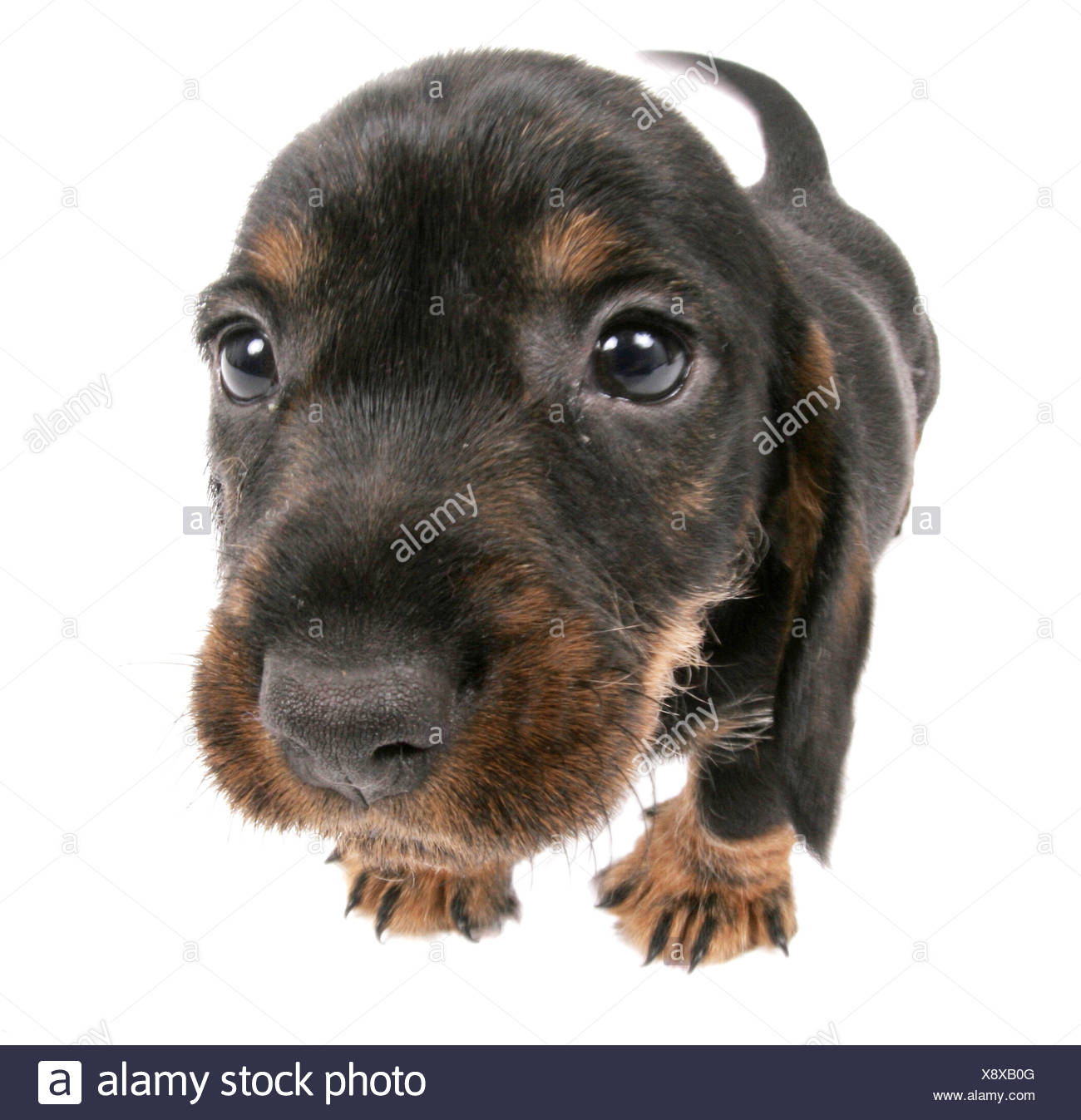 Distorted Dog Head High Resolution Stock Photography and Images - Alamy