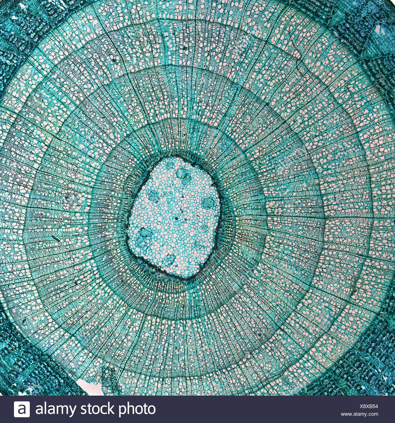Xylem Micrograph Stock Photos & Xylem Micrograph Stock Images - Alamy