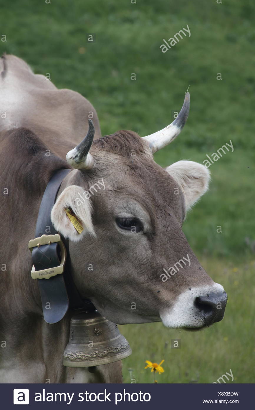 Bell Cow High Resolution Stock Photography and Images - Alamy
