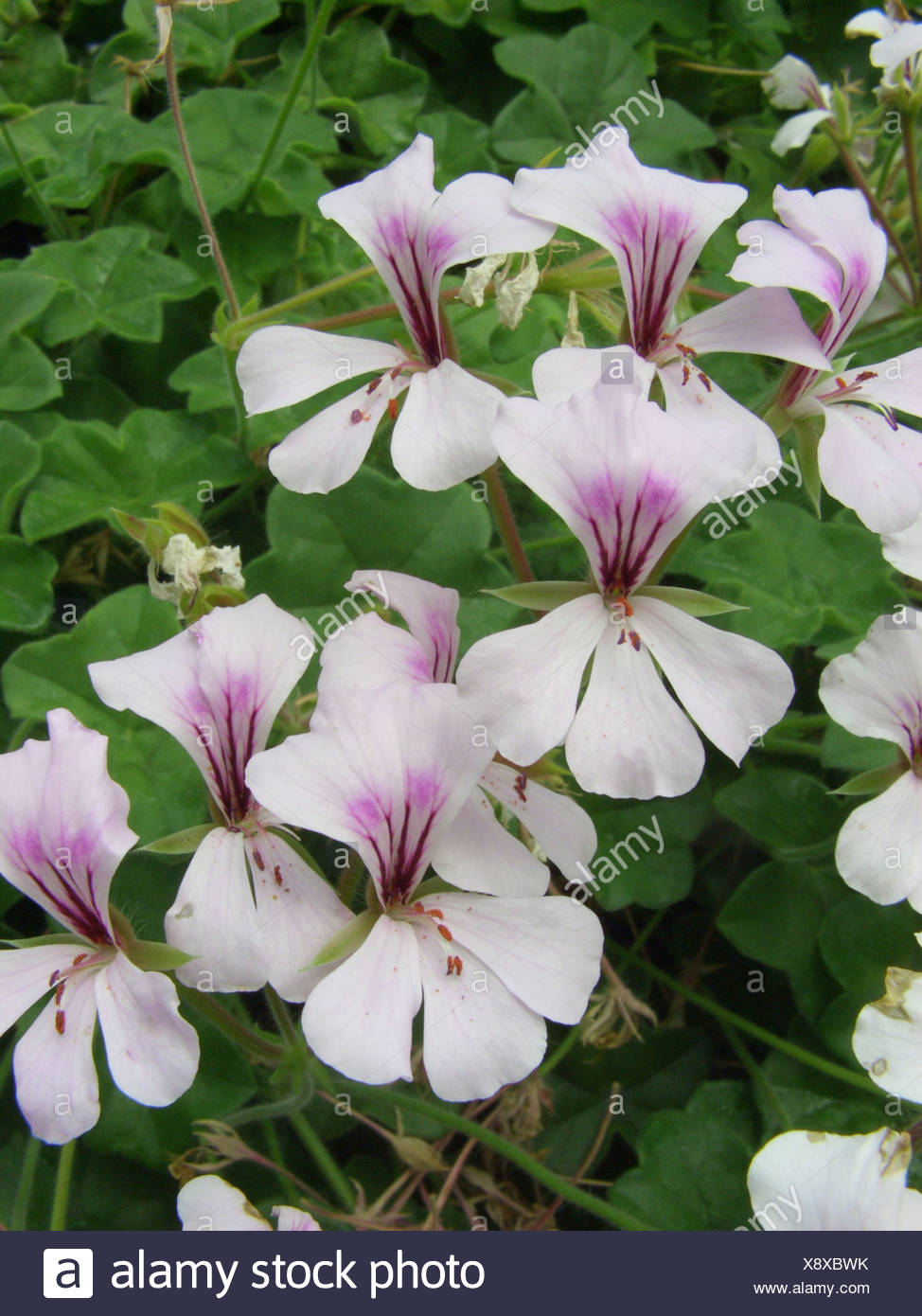 Pelargonium Peltatum Stock Photos & Pelargonium Peltatum Stock Images ...
