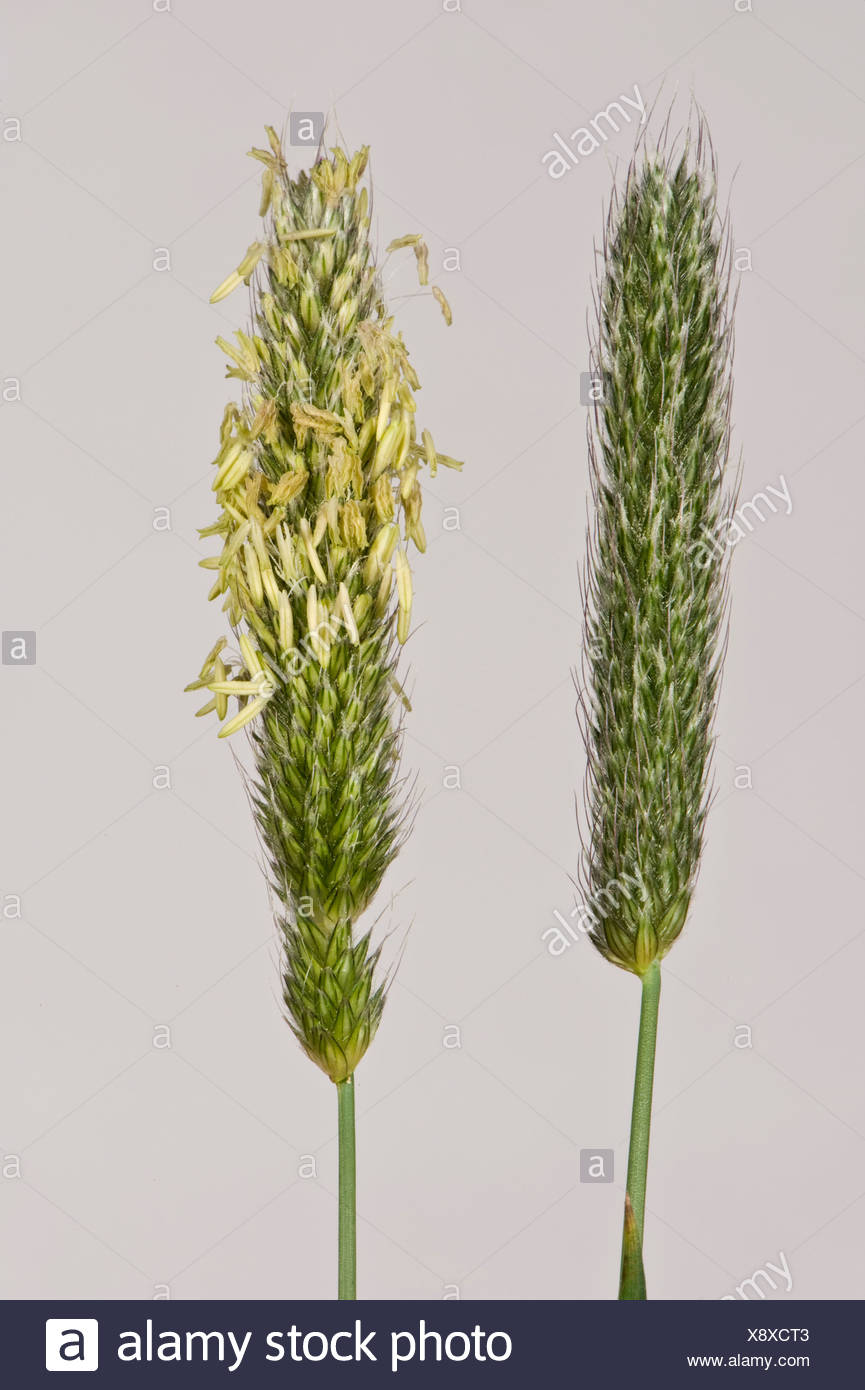 Timothy Grass High Resolution Stock Photography and Images - Alamy
