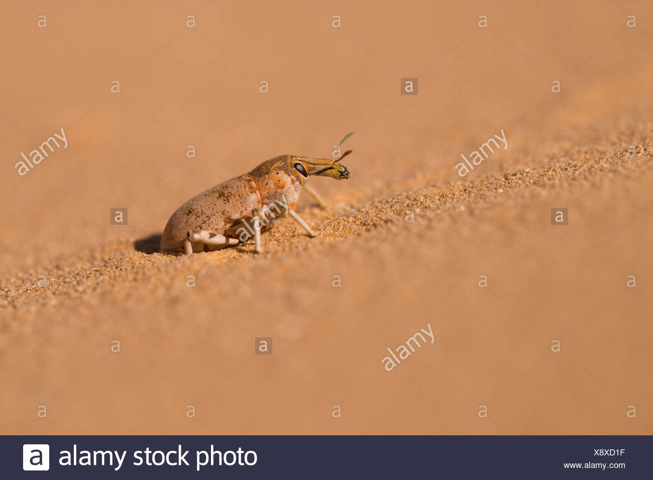 Hard Back Insect High Resolution Stock Photography and Images - Alamy