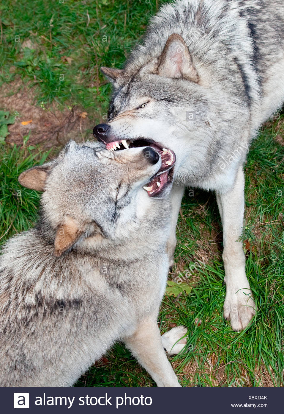 Gray Wolf Dominance Behavior Stock Photos & Gray Wolf Dominance ...