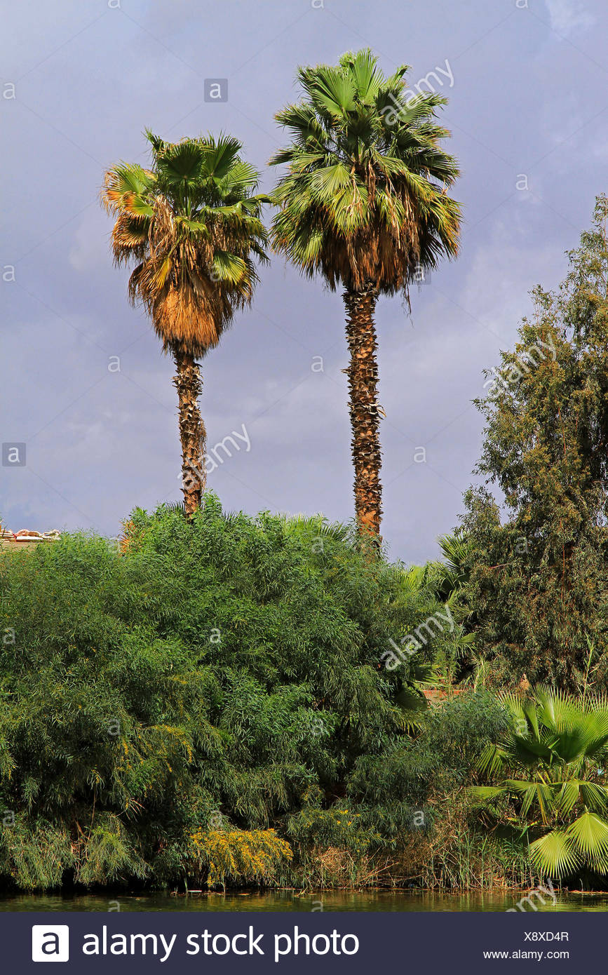 Palm Oasis Stock Photos & Palm Oasis Stock Images - Alamy