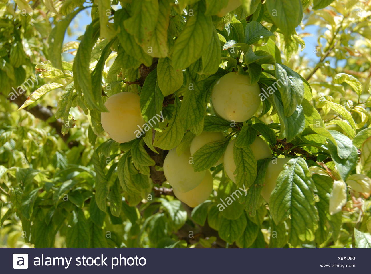 Pflaumensorten High Resolution Stock Photography and Images - Alamy