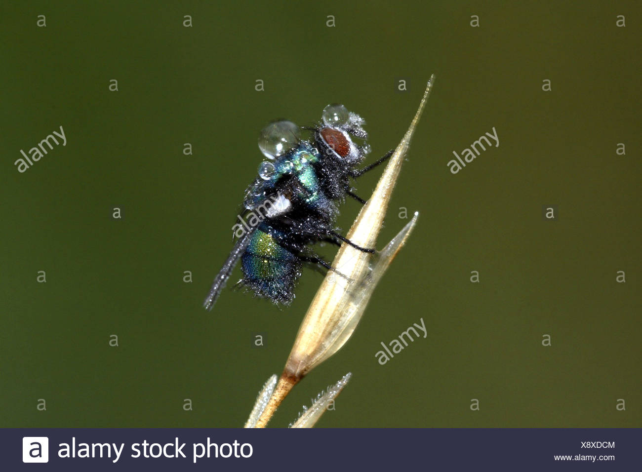 Lucilia Sericata Maggot High Resolution Stock Photography and Images ...
