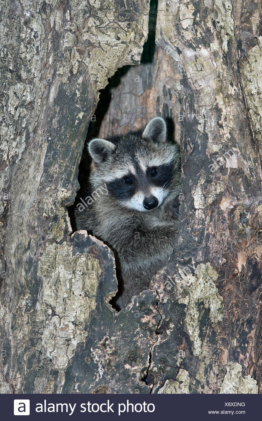 Raccoon In Tree Stock Photos & Raccoon In Tree Stock Images - Alamy