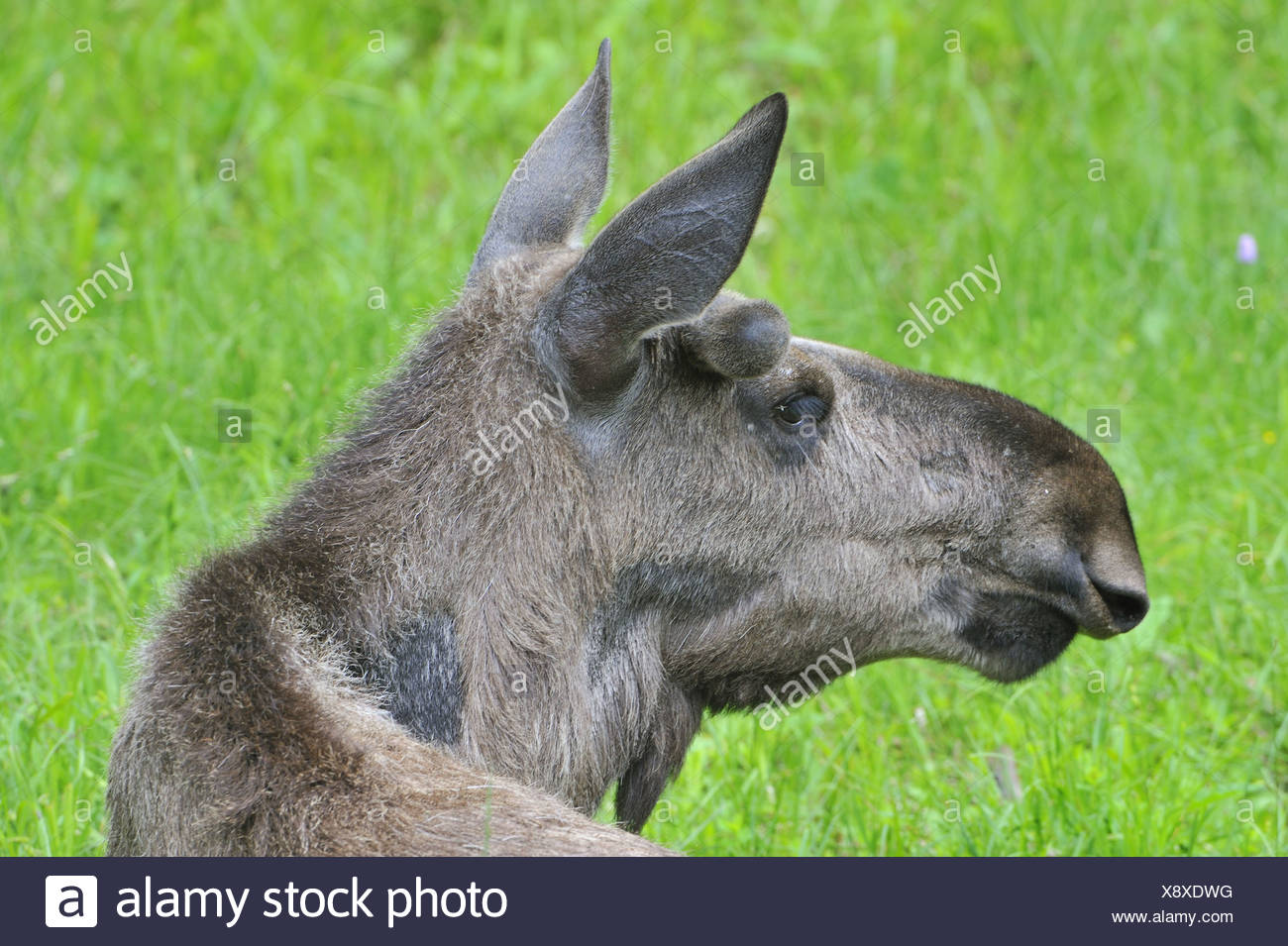 Elan Mammal Wildlife Animal Stock Photos & Elan Mammal Wildlife Animal ...
