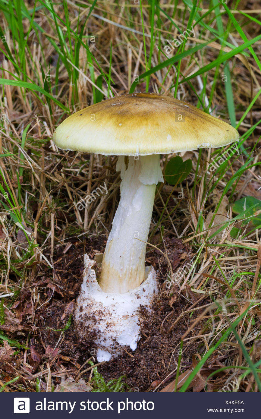 Giftiger Pilz High Resolution Stock Photography and Images - Alamy