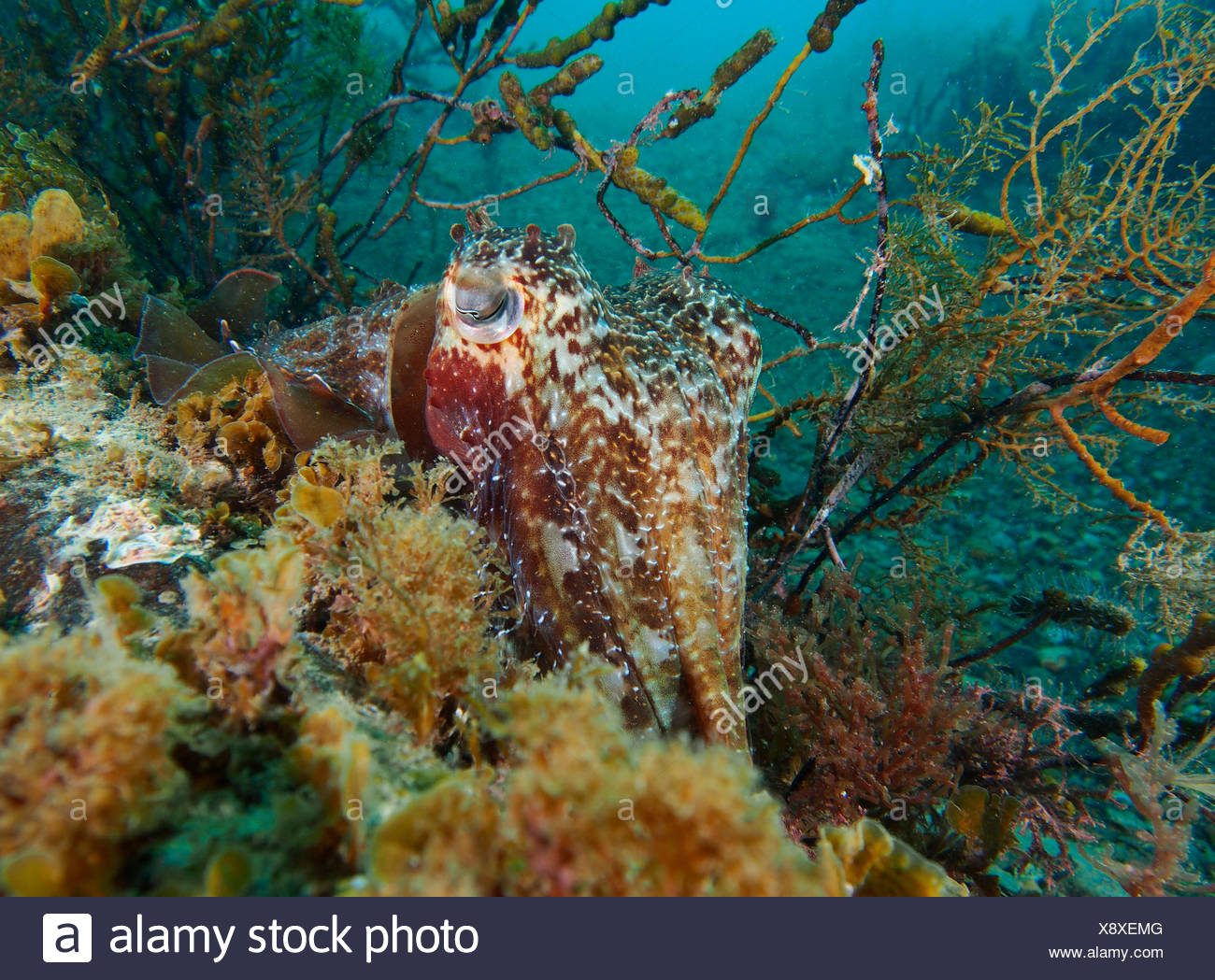 Giant Australian Cuttlefish High Resolution Stock Photography and ...