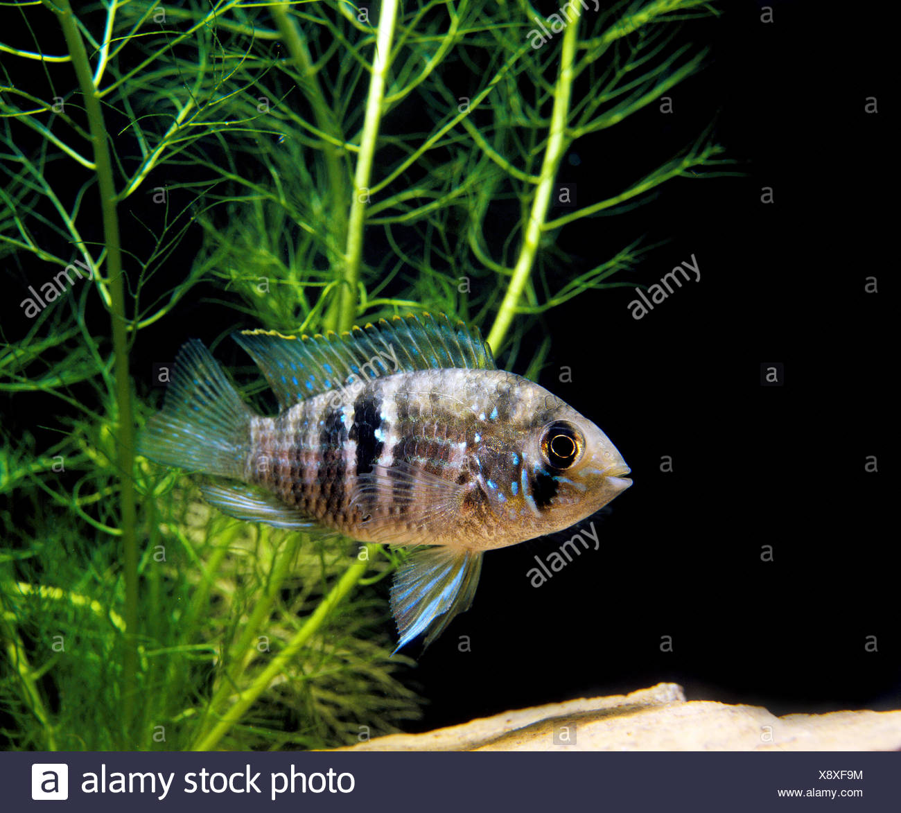 Blue Acaras High Resolution Stock Photography and Images - Alamy