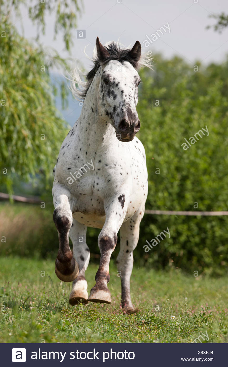 Norico Pinzgauer High Resolution Stock Photography and Images - Alamy