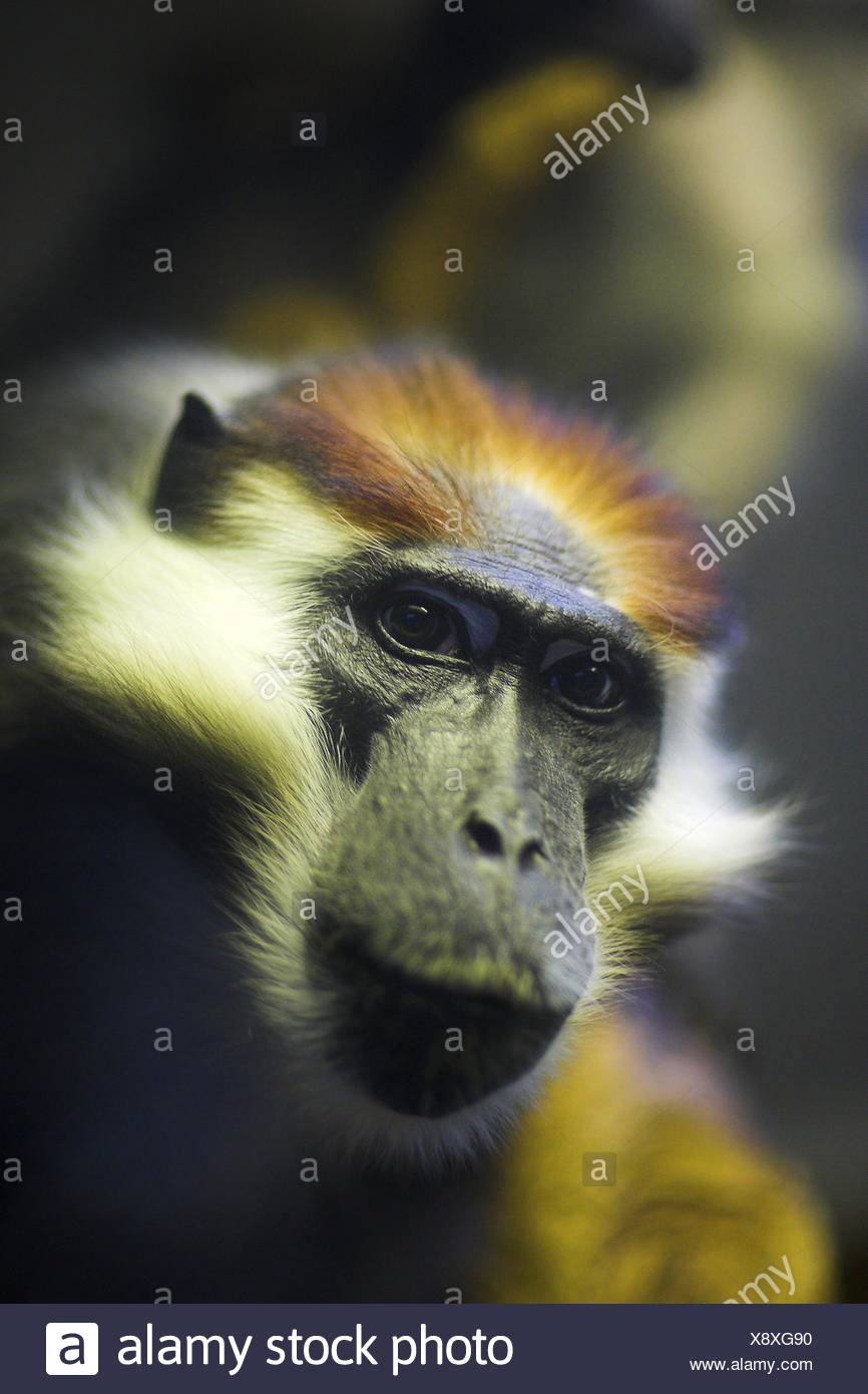 Cherry Crowned Mangabey Monkey High Resolution Stock Photography and ...