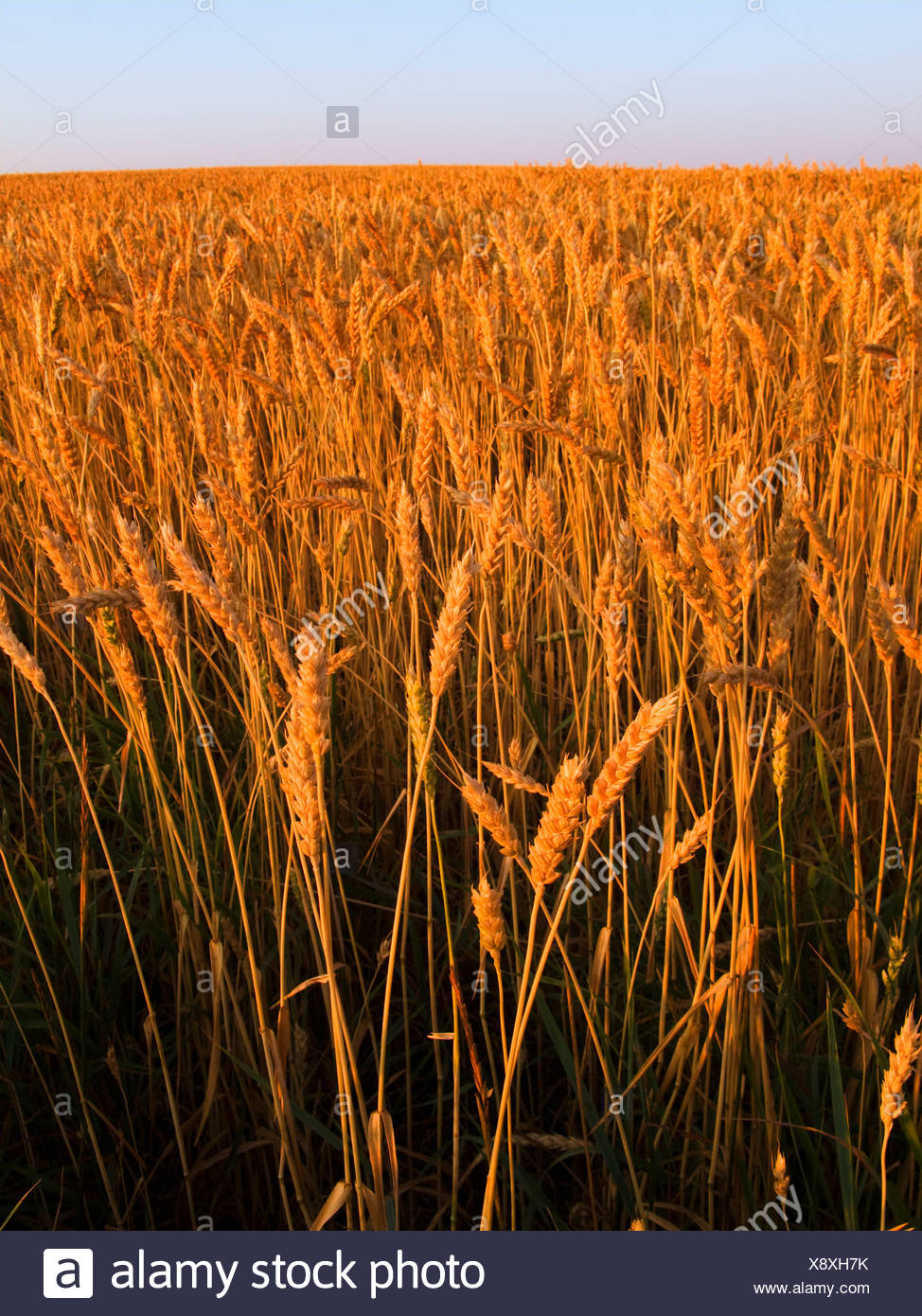 Heads Of Grain High Resolution Stock Photography and Images - Alamy