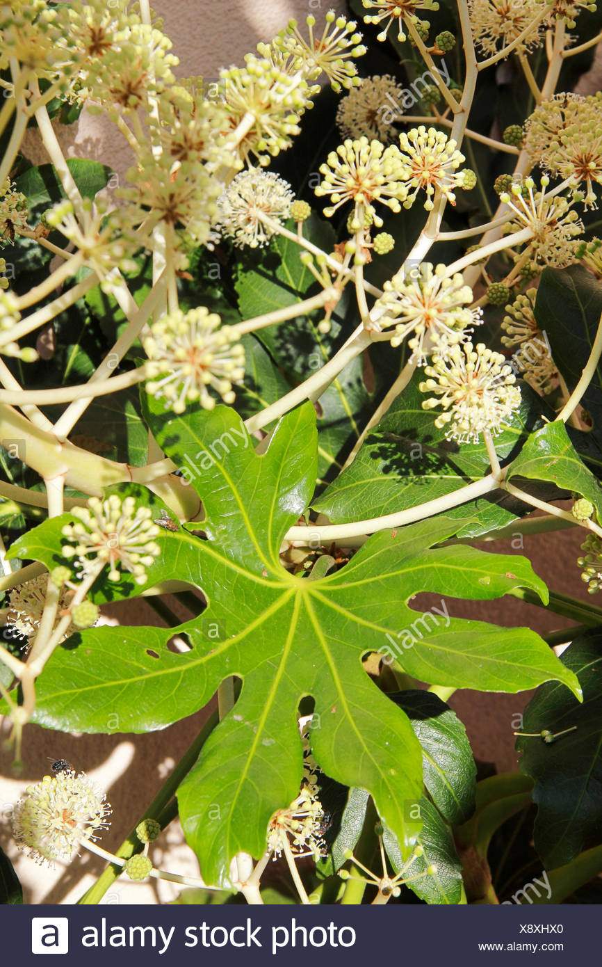 Japanese Aralia Plant High Resolution Stock Photography and Images - Alamy