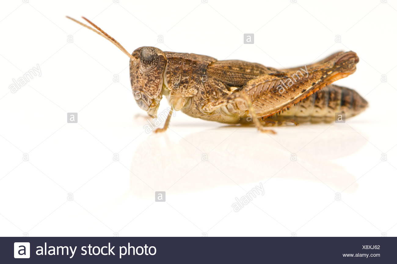 Australian Plague Locust High Resolution Stock Photography and Images ...
