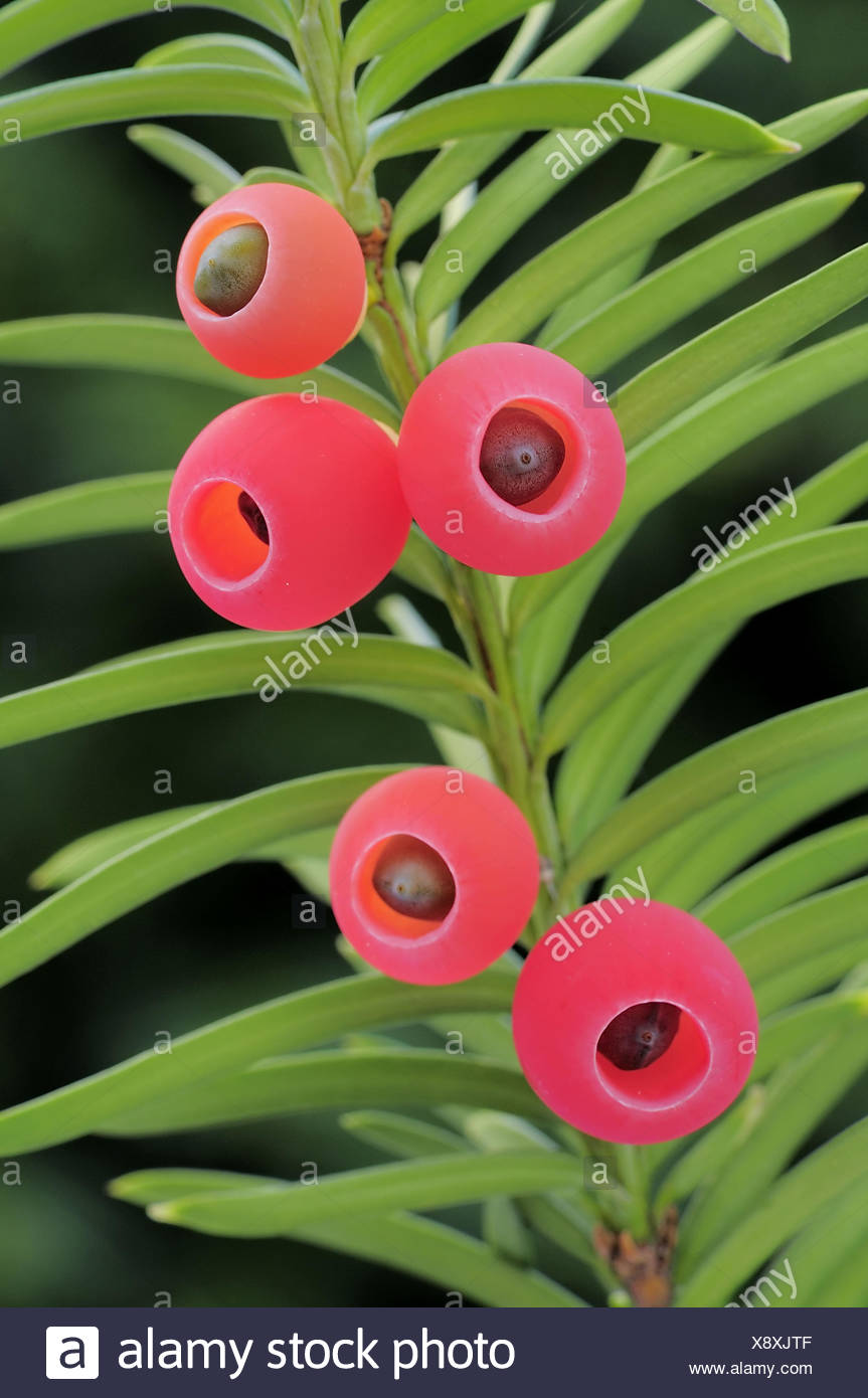 Common Yew Tree High Resolution Stock Photography and Images - Alamy