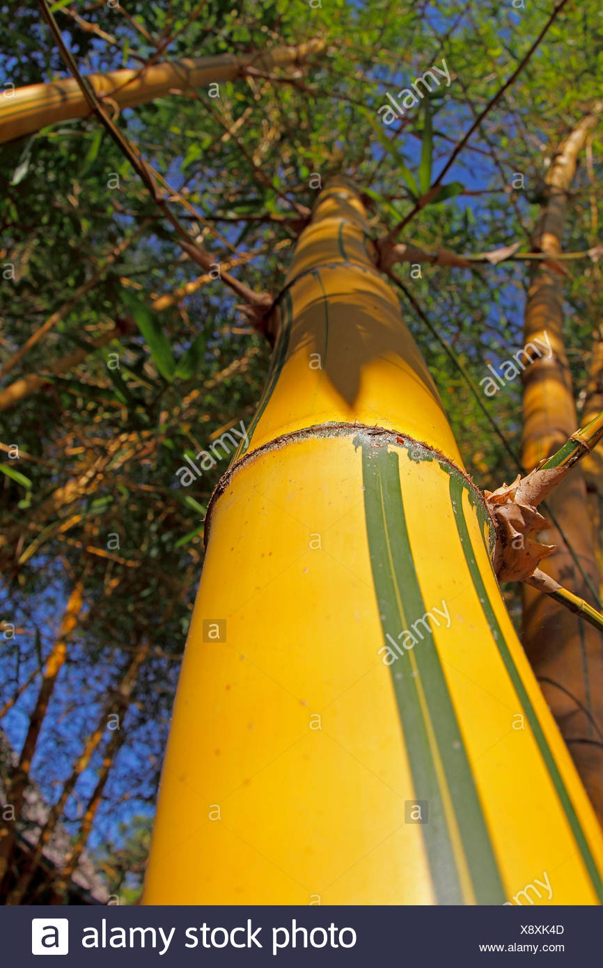 Yellow Cane High Resolution Stock Photography and Images - Alamy