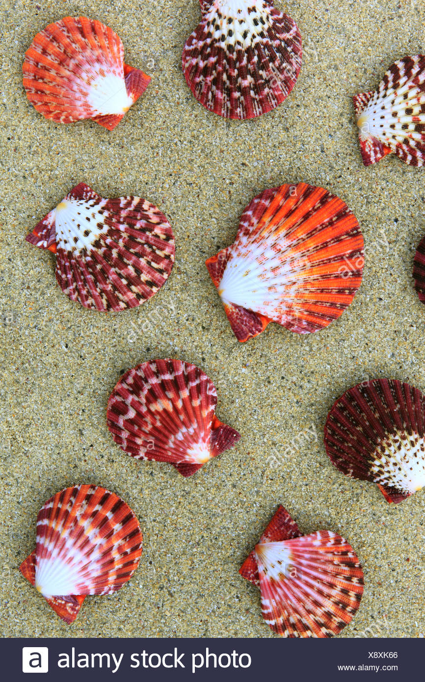 Cone Snail Stock Photos & Cone Snail Stock Images - Alamy