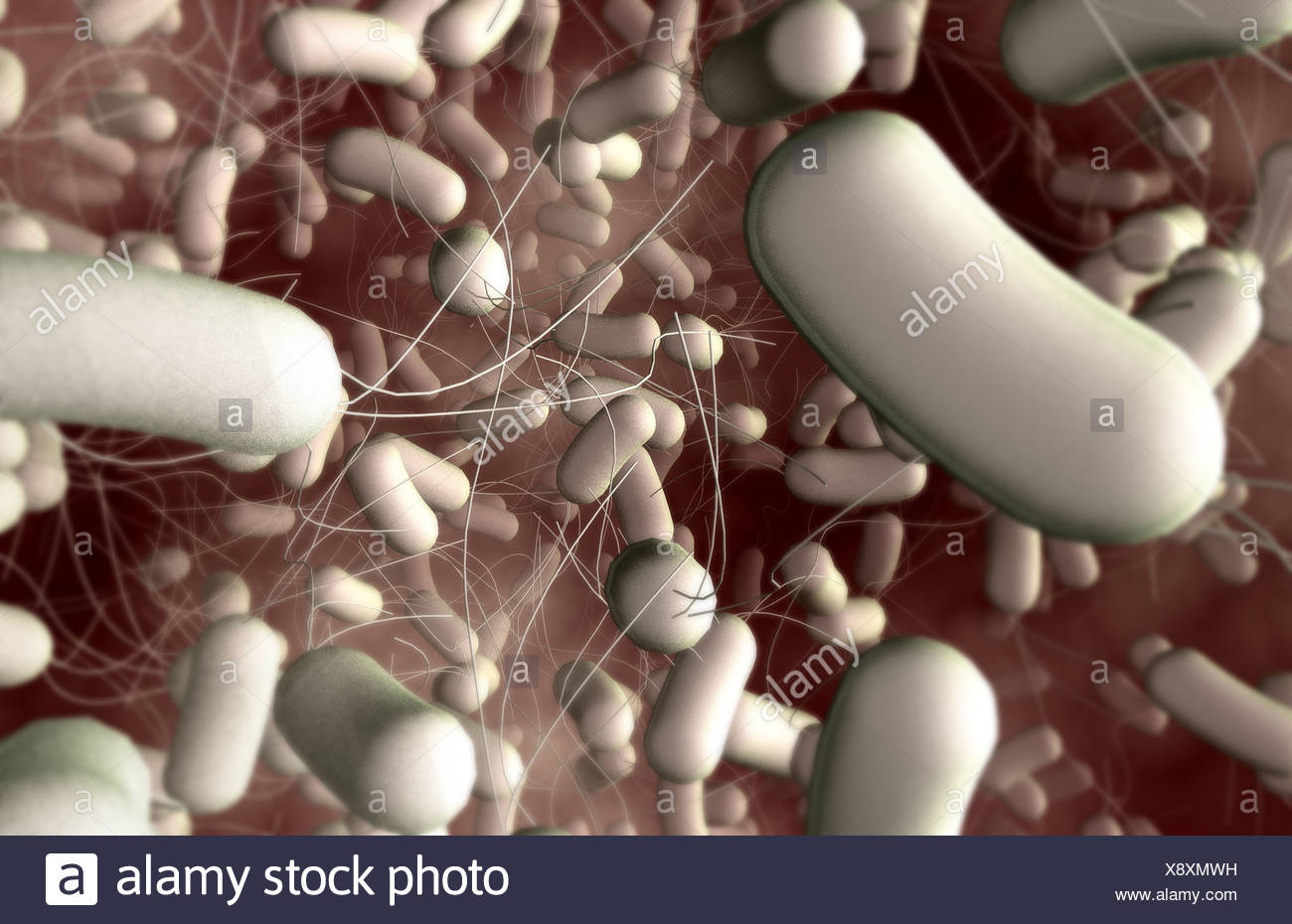 Rod Shaped Gram Negative Salmonella High Resolution Stock Photography ...