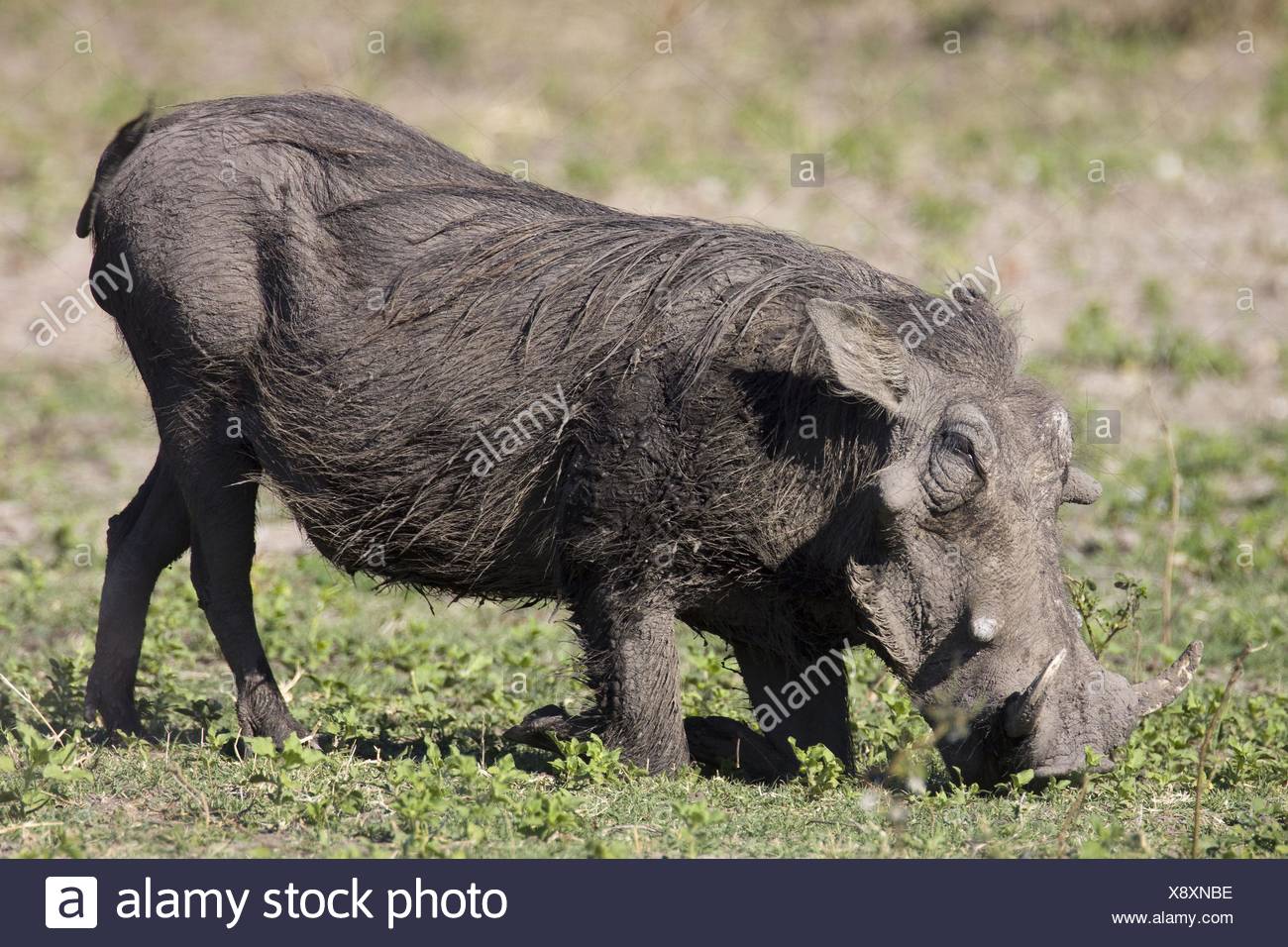 Warthog Eating Stock Photos & Warthog Eating Stock Images - Alamy
