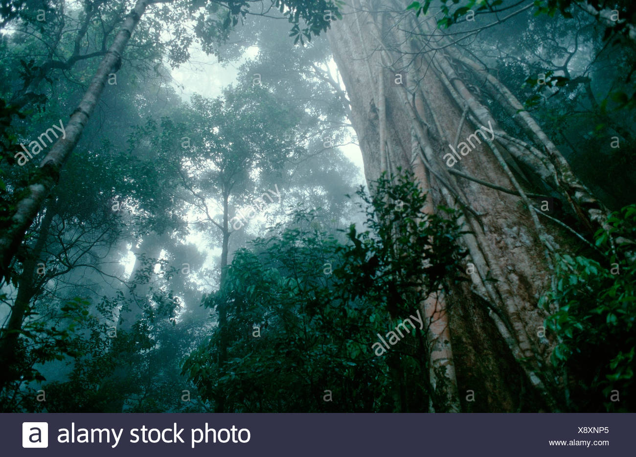 Tropischer Regenwald High Resolution Stock Photography and Images - Alamy