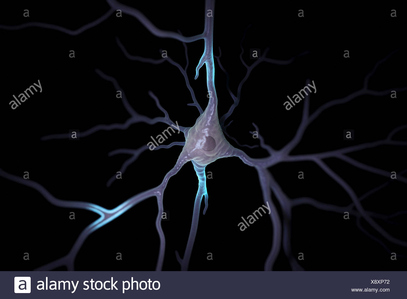 Type Of Neuron High Resolution Stock Photography and Images - Alamy