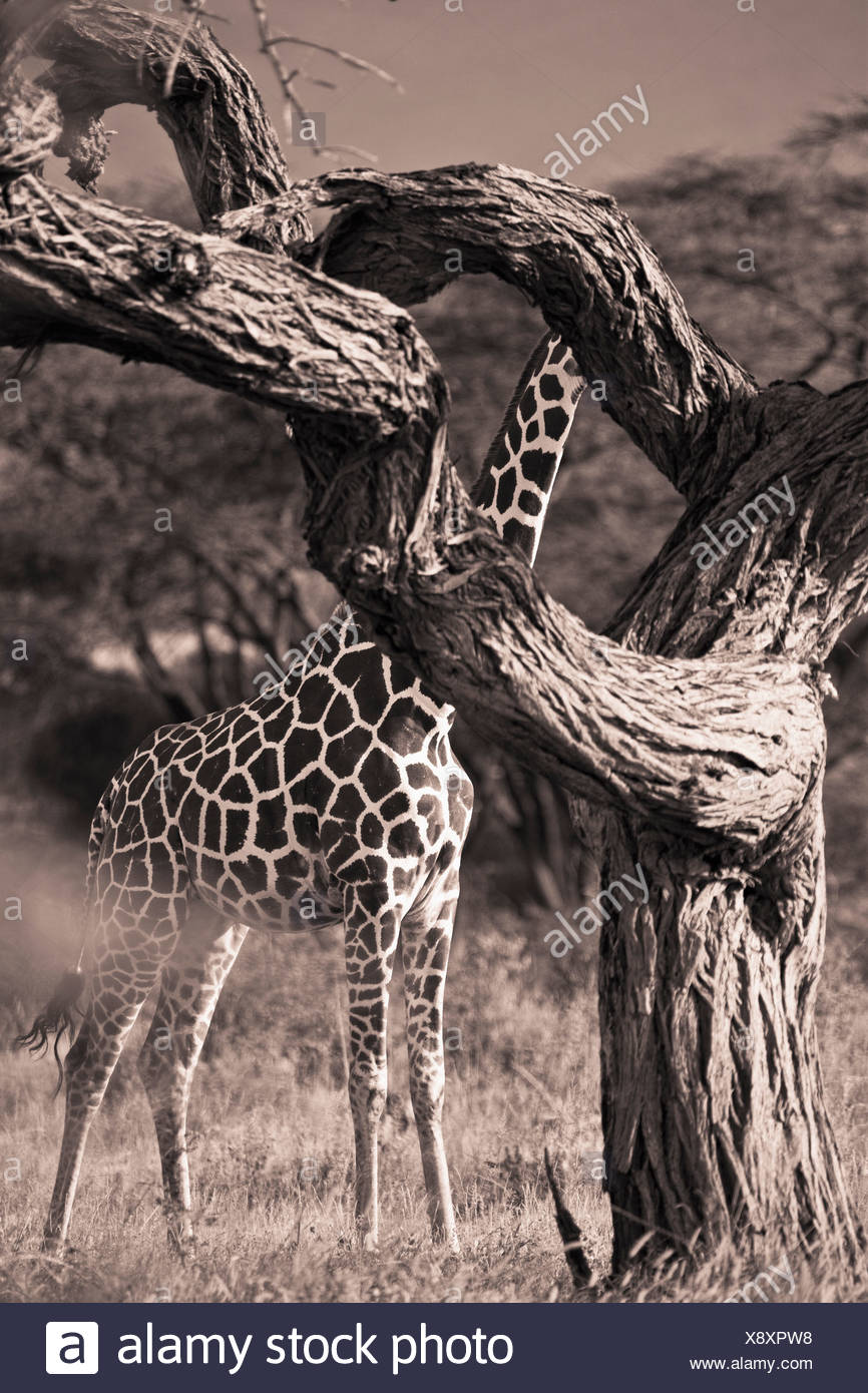 Giraffe Behind Tree Stock Photos & Giraffe Behind Tree Stock Images - Alamy