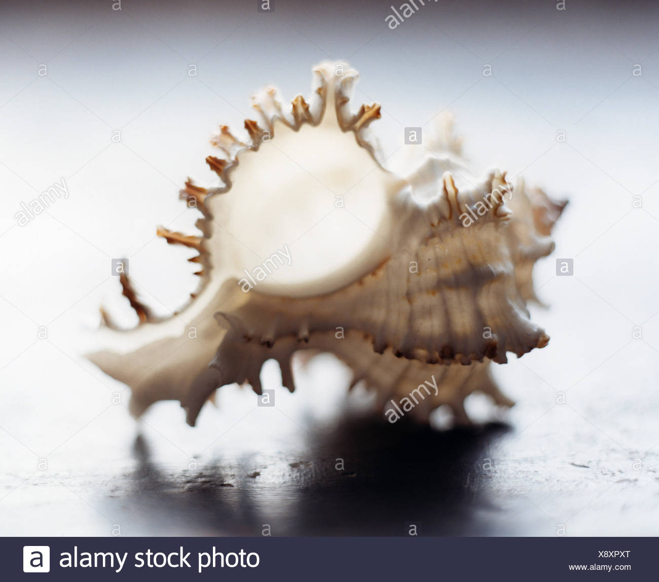 Spiky Sea Shell Stock Photos & Spiky Sea Shell Stock Images - Alamy