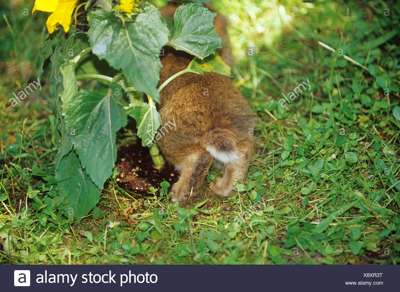 Rabbit Digging Stock Photos & Rabbit Digging Stock Images - Alamy